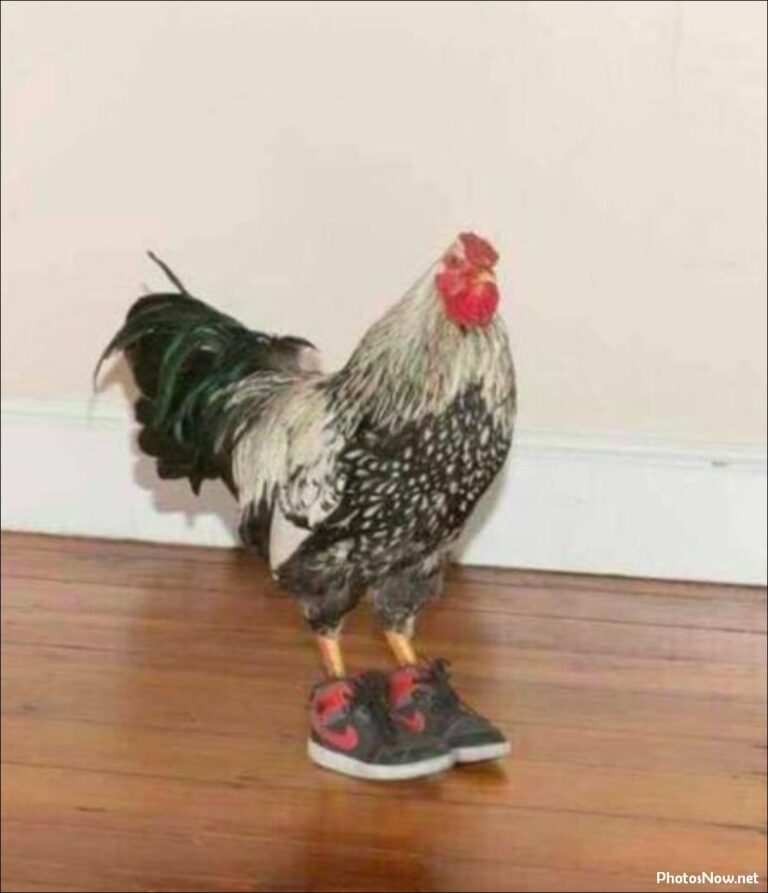 [1005+] Goofy Ahh Pictures, Meme, PFP, Funny & Wallpapers (2025 ...