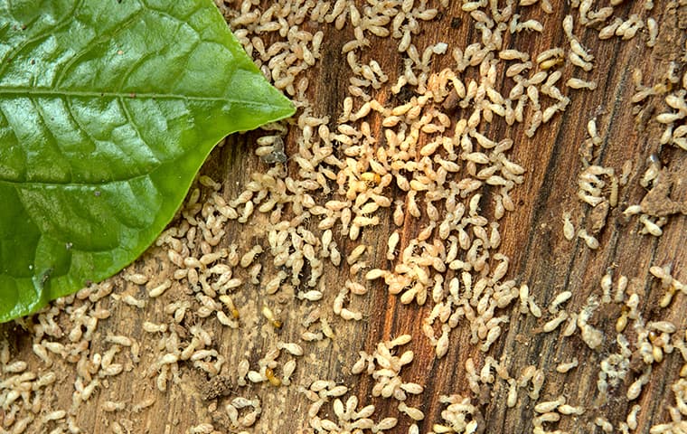 Termite Colonies—A Hidden World Beneath Your Fee